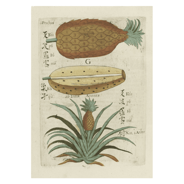 Ananas | Pezula Interiors